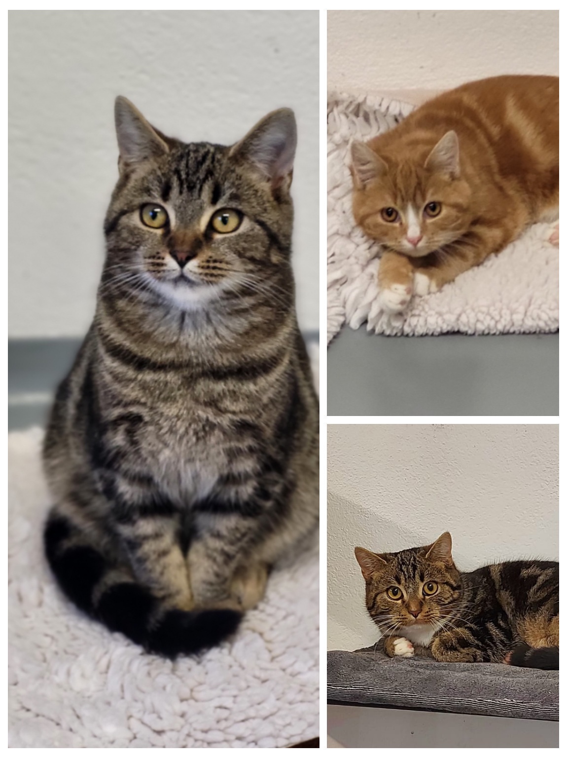 Justus, Peter & Bob - Tierheim Neuwied