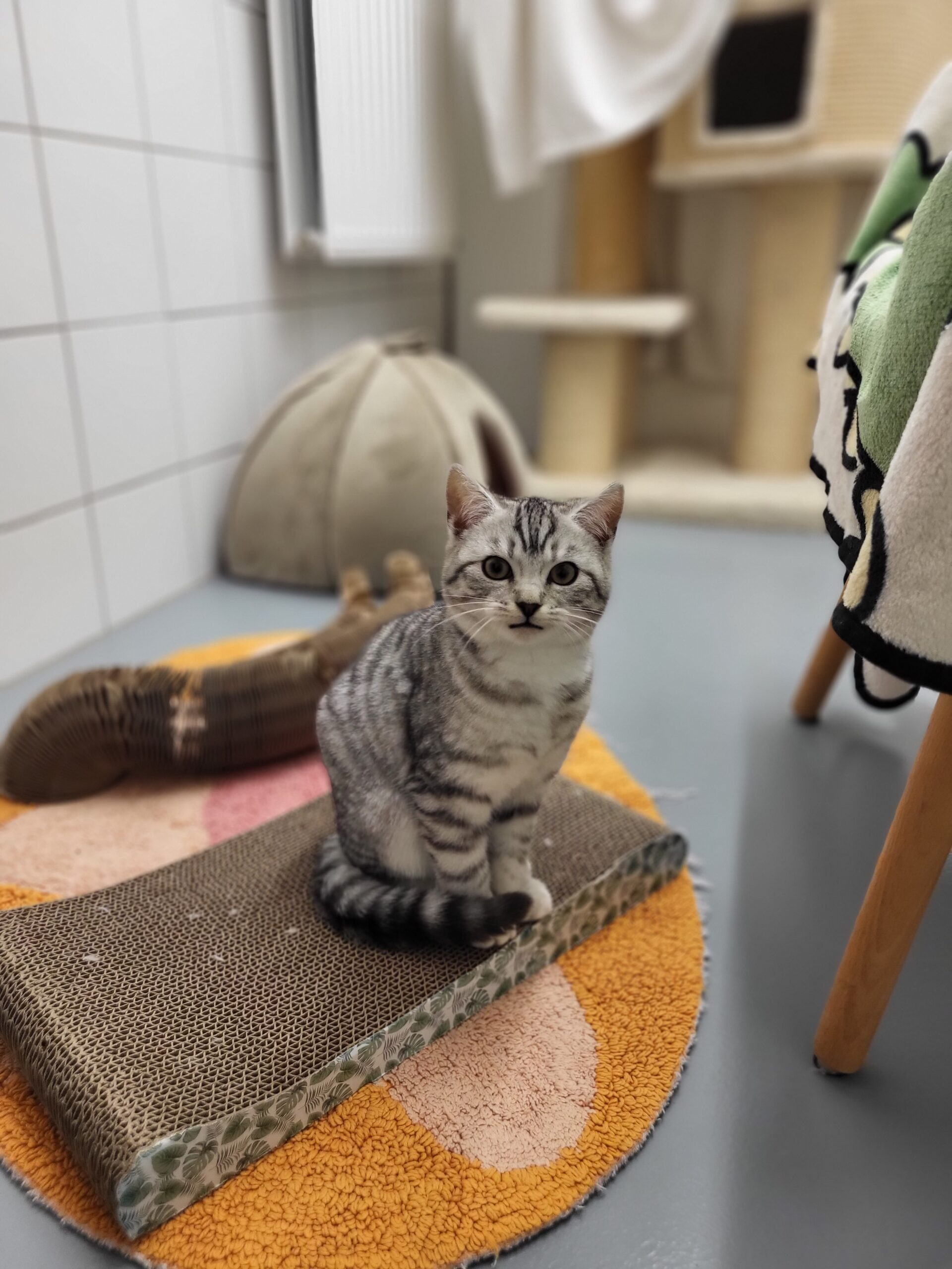 Lennox und Wilson - Tierheim Neuwied